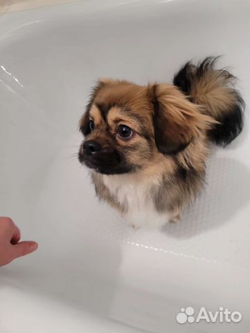 Пекинес в добрые руки