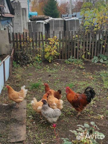 Куры несушки