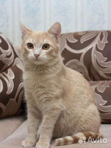 Кот мышелов