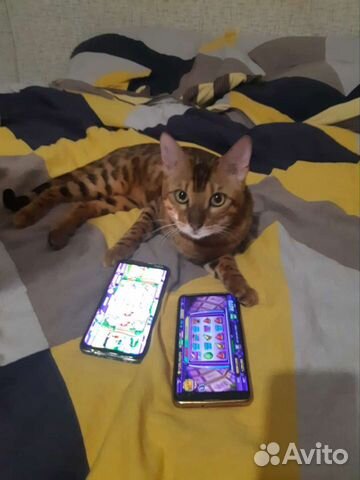 Кот
