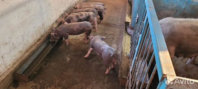 Поросята пьетрен