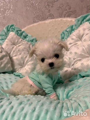 Мальтипу f1 micro boy