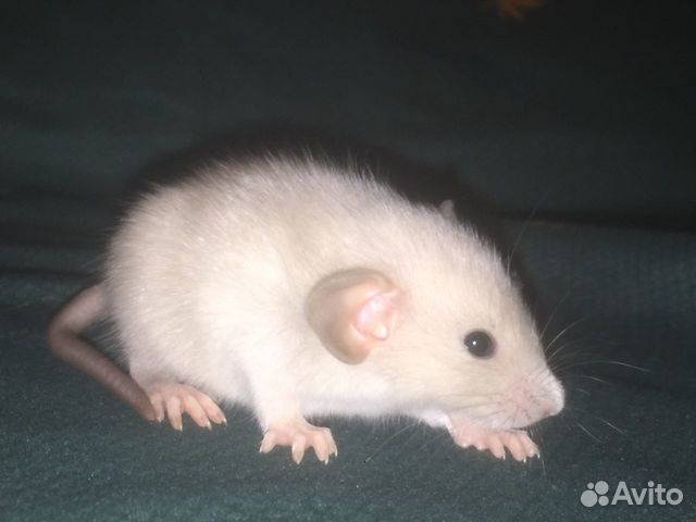 Крыса дамбо сиамская