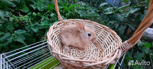 Крольчата карликовые, месячные