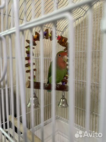 Попугай с клеткой