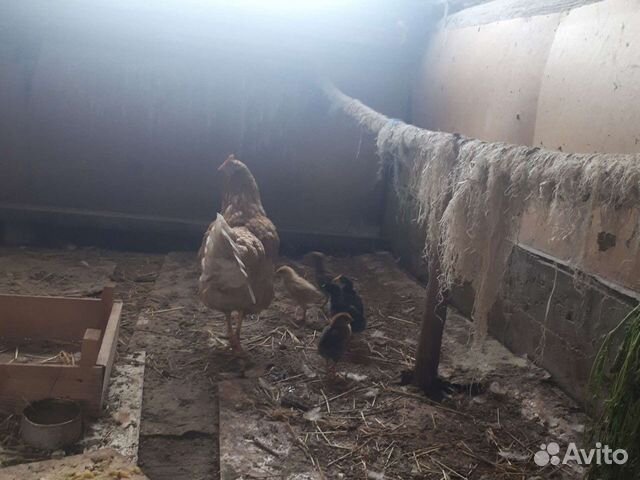 Продаю курицу с цыплятами