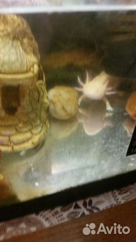 Аксолотль золотой