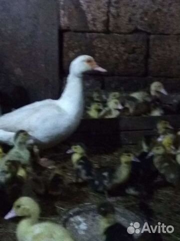 Утята мускусной утки