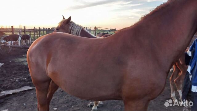 Домашние животные