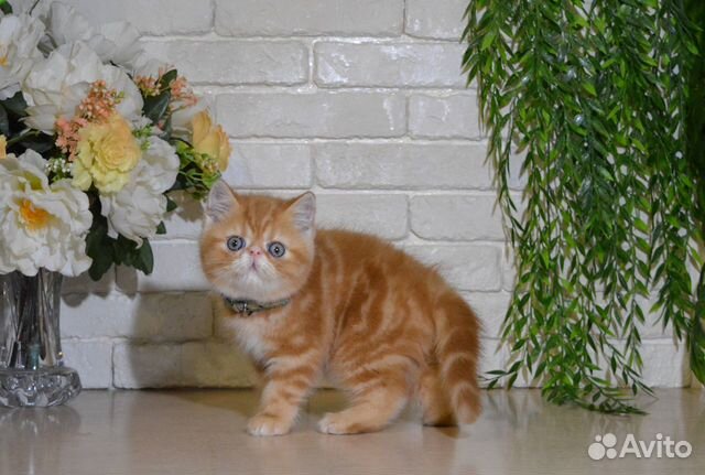Микки