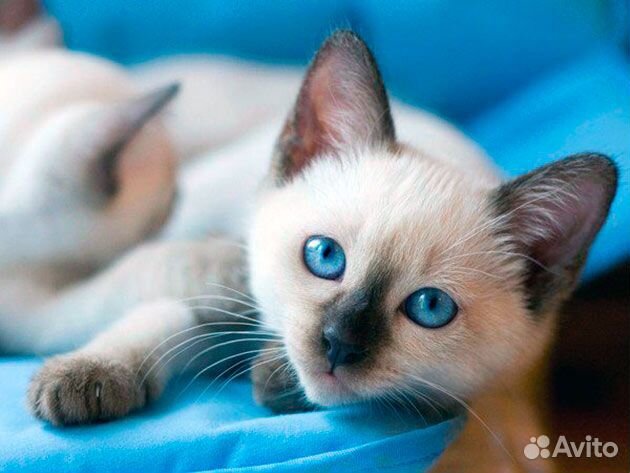 Сиамские котята
