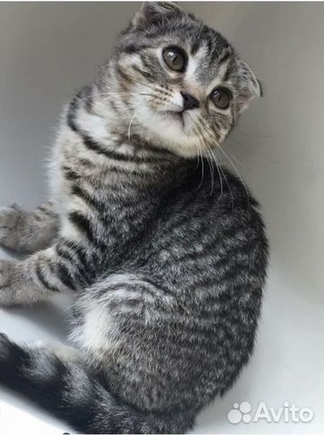 Котенок манчкин
