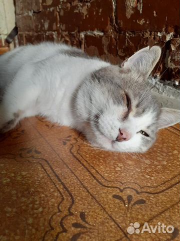 Кот Лео в добрые руки