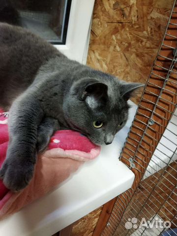 Фенотип британского кота