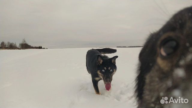 Собака помесь лайки и хаски