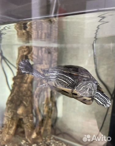 Красноухая черепаха