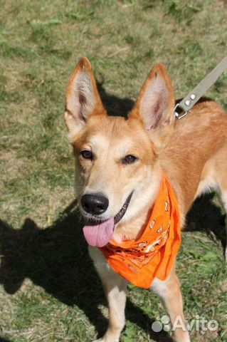 Лисичку зовут Лесли. Ей 2года.И она живет в клетке