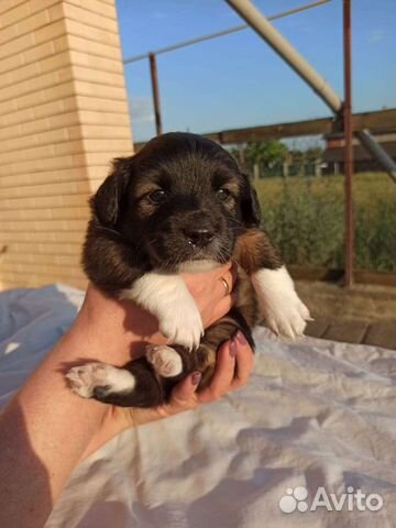Собаки бесплатно в добрые руки щенки