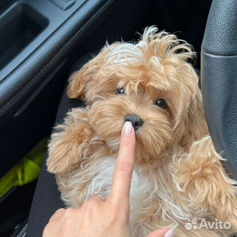 Щенки мальтипу f1