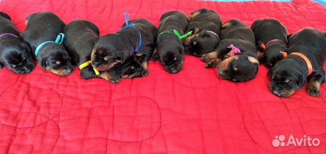 Щенки добермана