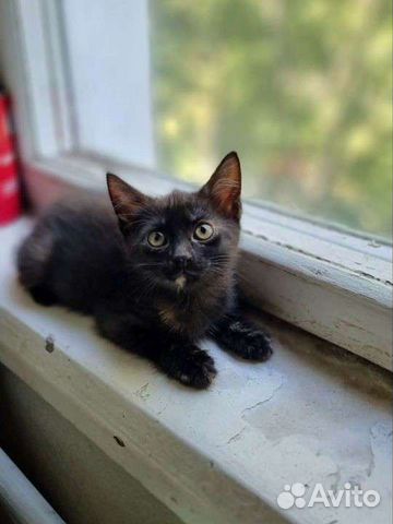 Моника ищет свою звездную семью