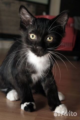 Черный котенок Гарасик в добрые руки