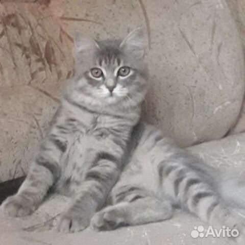 Отдам в добрые руки