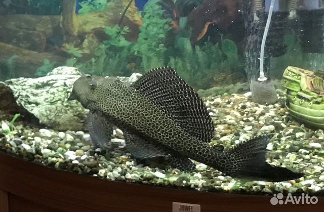 Аквариумные рыбки отдам бесплатно