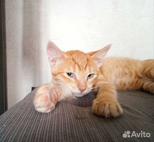 Рыжий котёнок