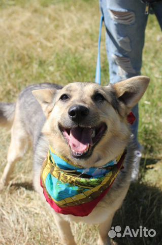 Есть только клетка приюта