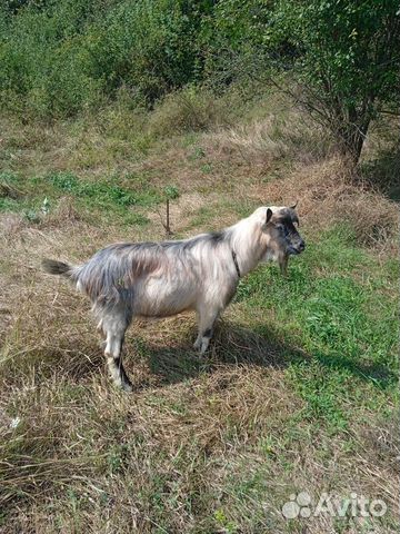 Козёл на случку