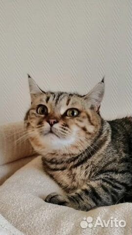 Стерилизованная Бусинка ищет дом