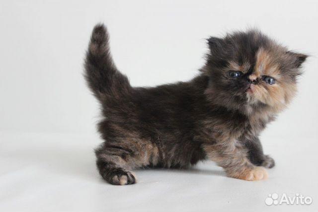Персидские котятки для резерва