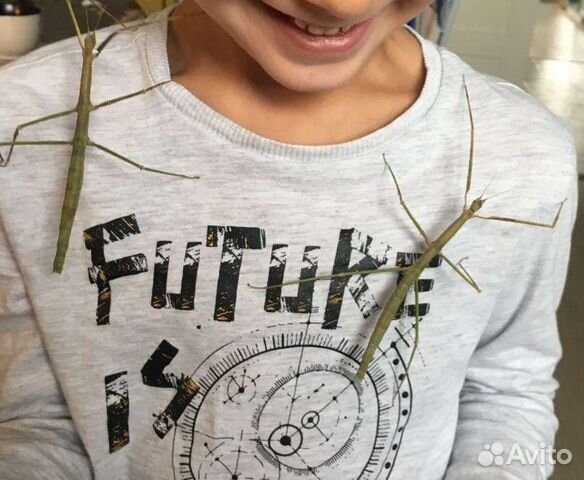 Палочники малыши