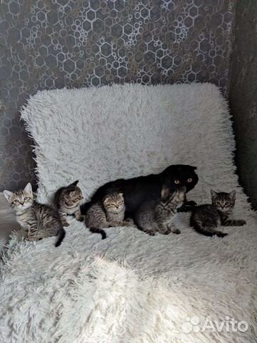 Шотландские котята