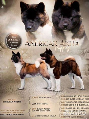 Щенки американской акиты