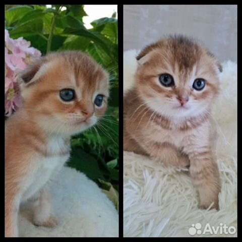 Шотландские котята