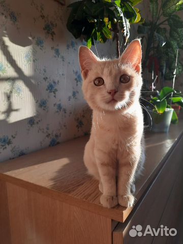 Котенок Рыжик ищет семью