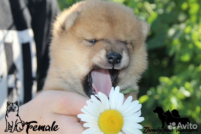 Щенки сиба шиба ину