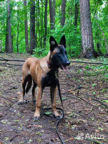 Малинуа (Бельгийская овчарка)