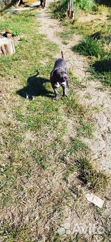 Щенки кане корсо