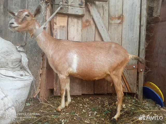 Коза дойная альпийская