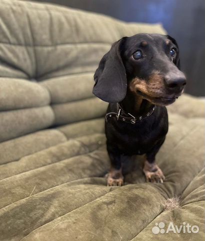 Такса ищет дом