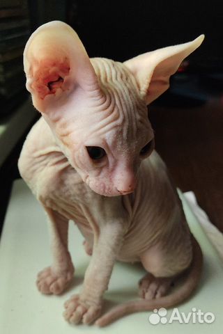 Продам котенка донского сфинкса