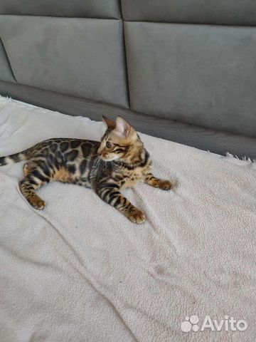 Бенгальские котята