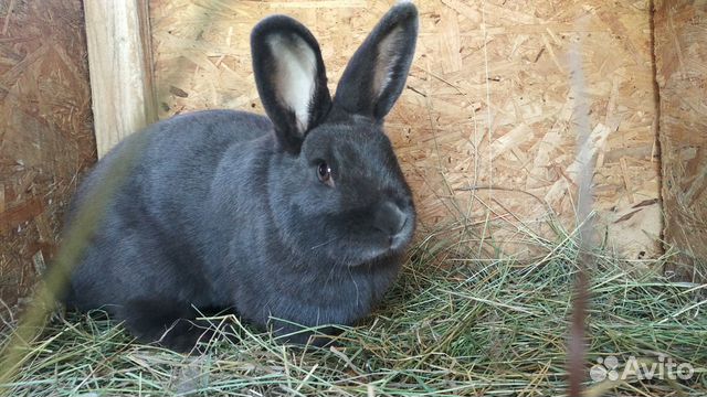 Кролики мясных пород