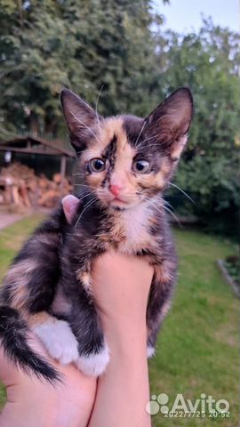 Трехцветный чудесный котёнок девочка 2 мес