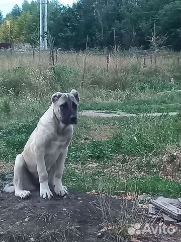 Армянский гампр