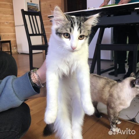 Котятенка в добрые руки