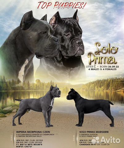 Кане Корсо высокопородные щенки